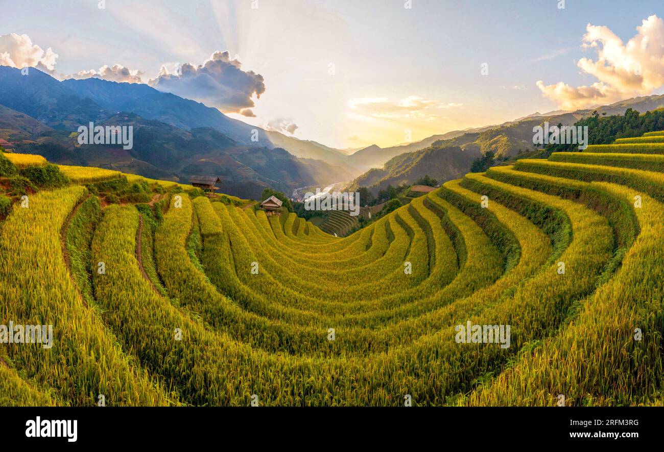 terrace rice field in Vietnam Stock Photo - Alamy