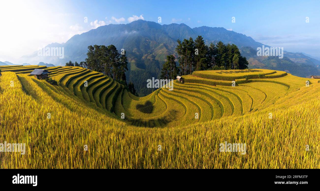 terrace rice field in Vietnam Stock Photo - Alamy