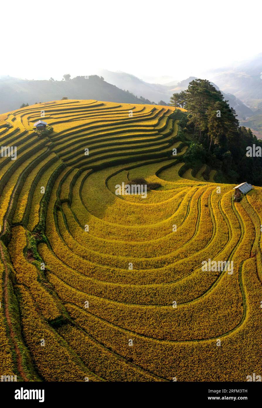 terrace rice field in Vietnam Stock Photo - Alamy