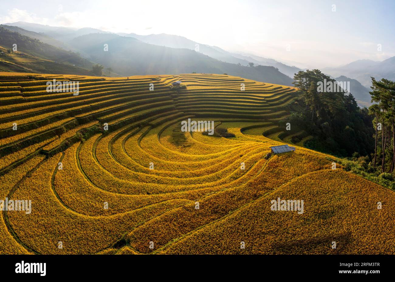 terrace rice field in Vietnam Stock Photo - Alamy