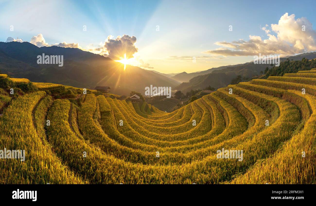 terrace rice field in Vietnam Stock Photo - Alamy