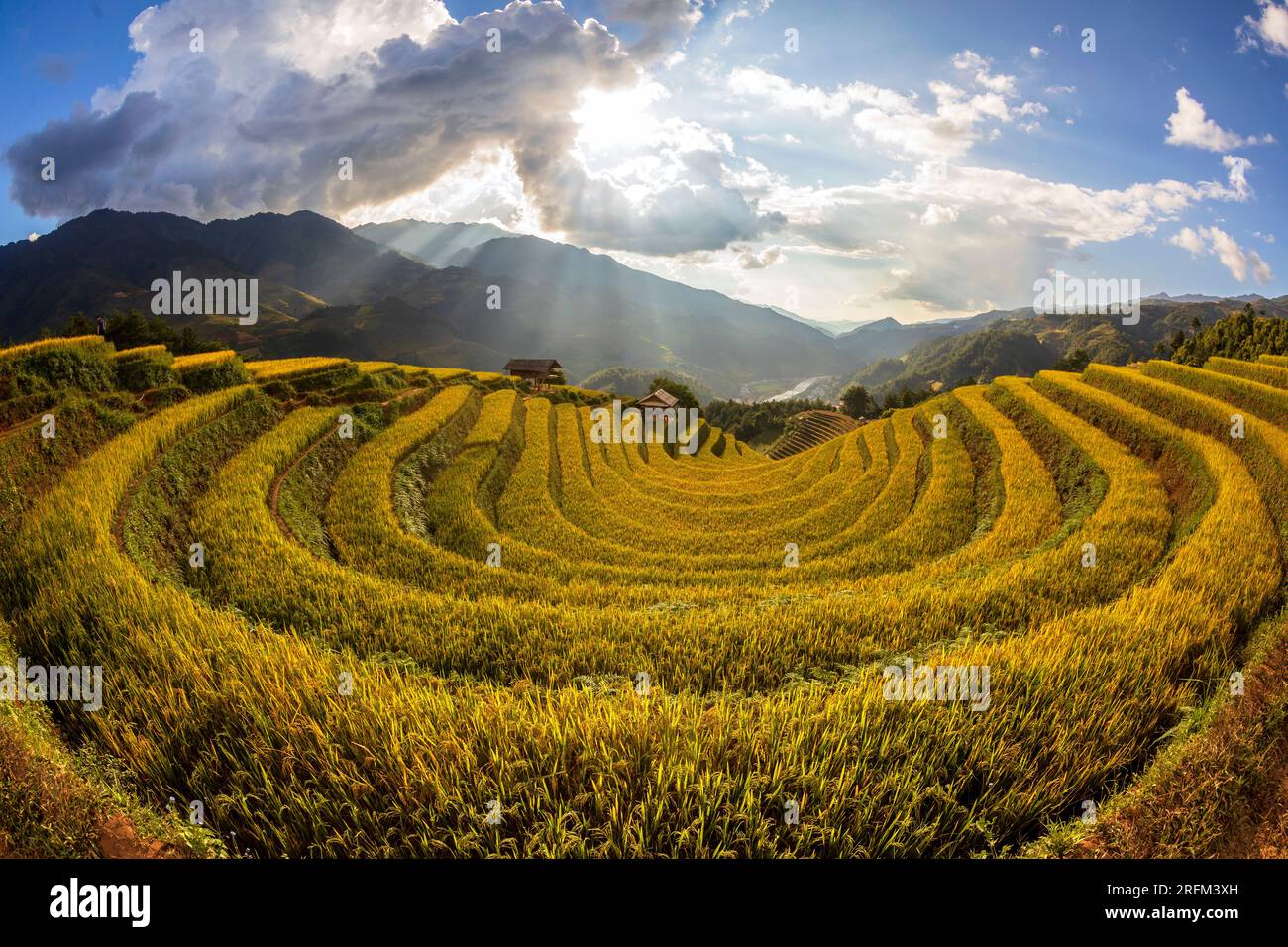 terrace rice field in Vietnam Stock Photo - Alamy
