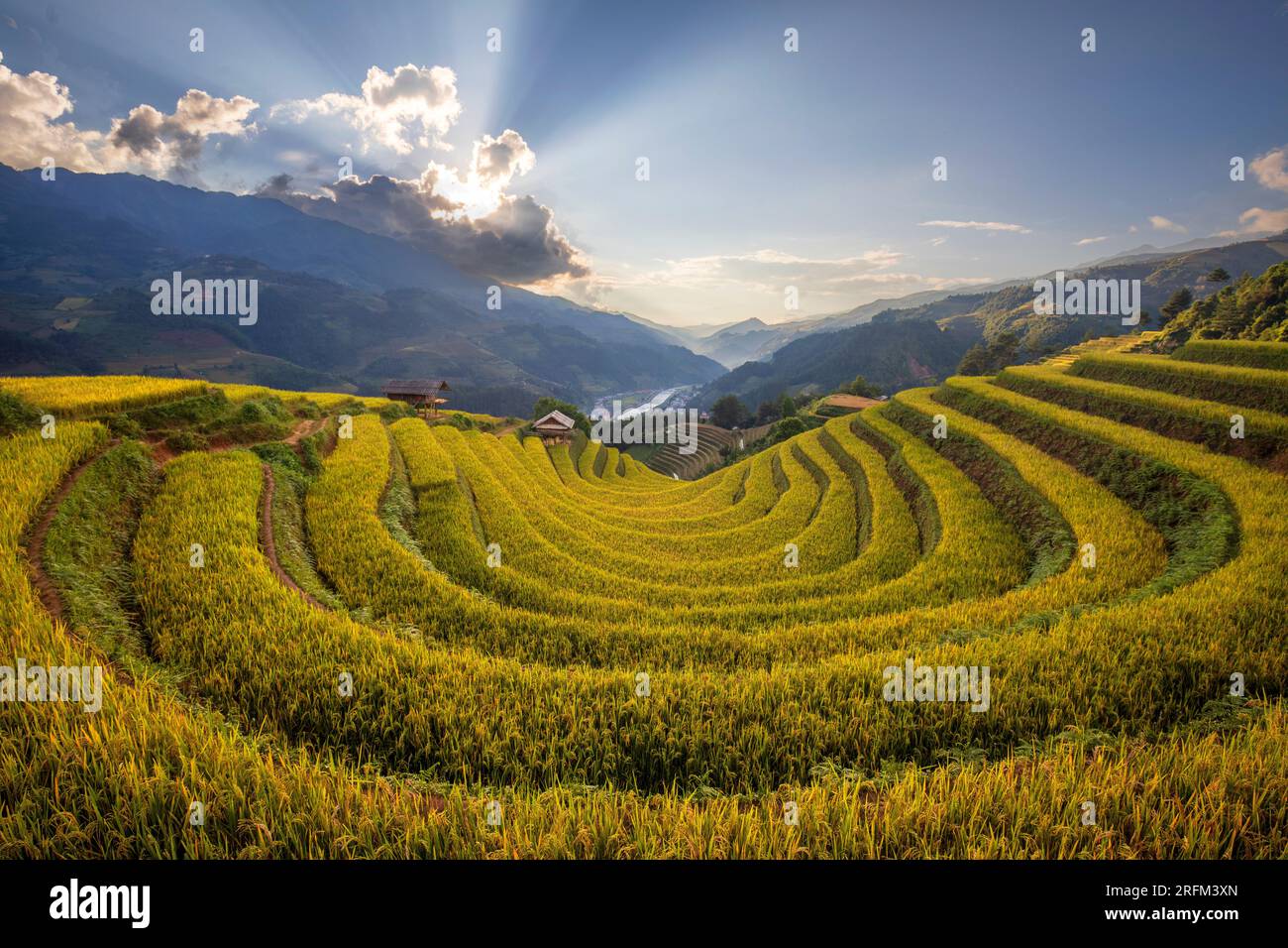 terrace rice field in Vietnam Stock Photo - Alamy