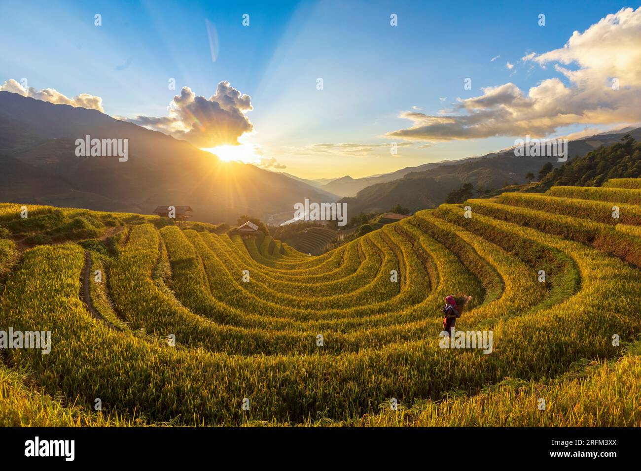 terrace rice field in Vietnam Stock Photo - Alamy