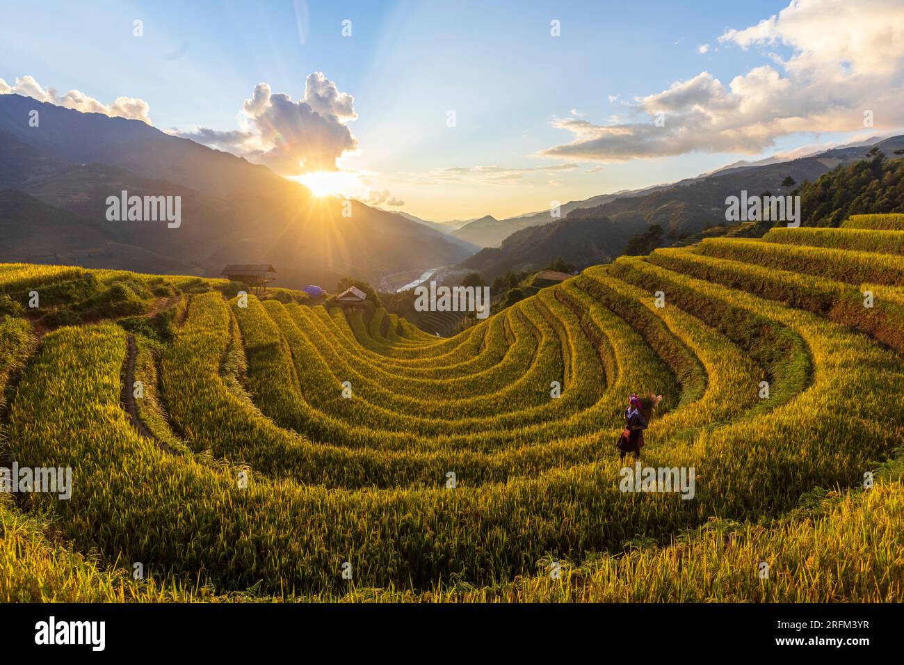 terrace rice field in Vietnam Stock Photo - Alamy