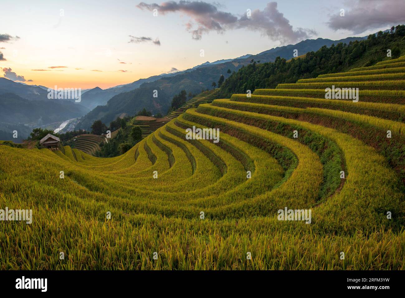 terrace rice field in Vietnam Stock Photo - Alamy