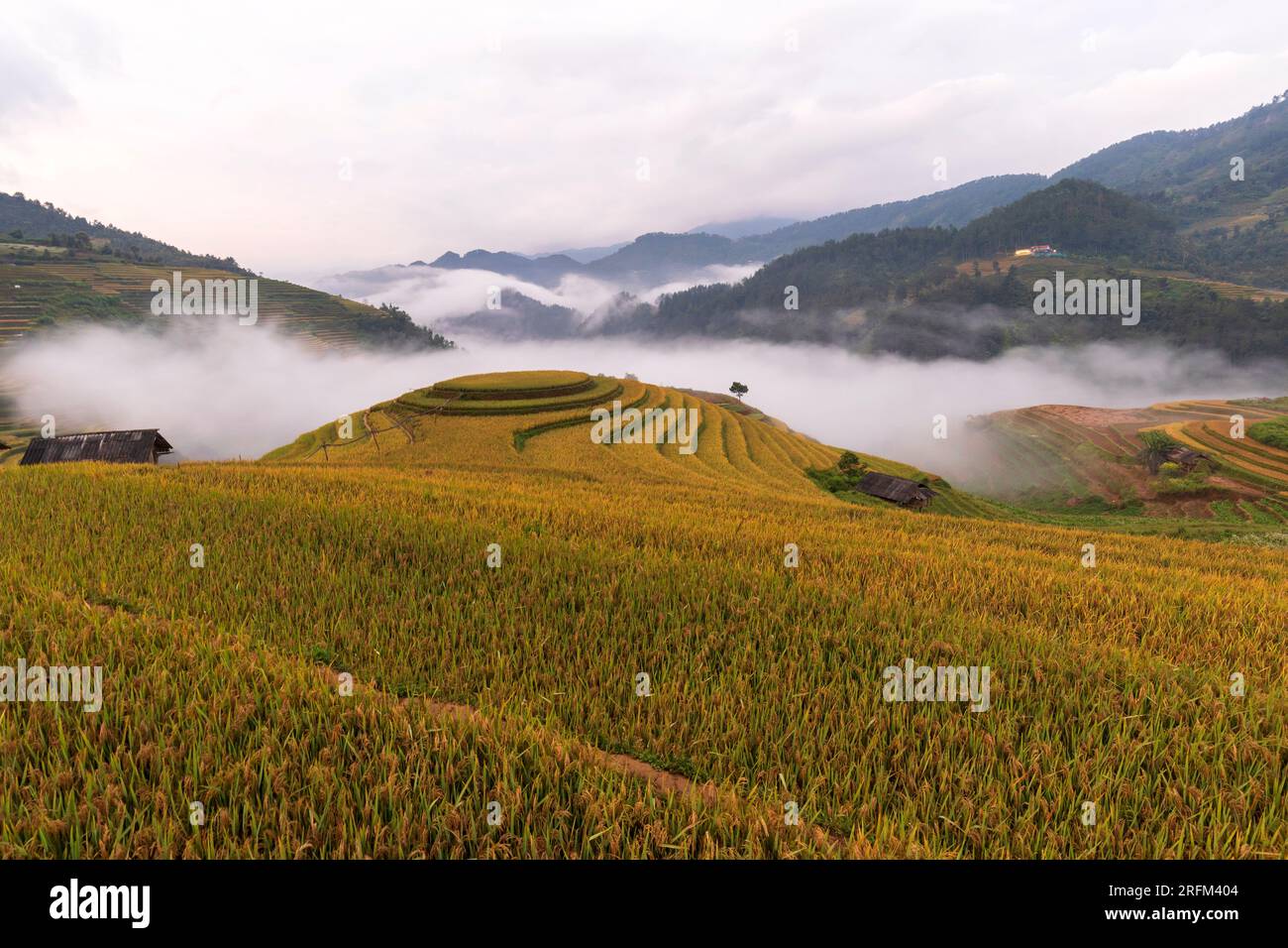 terrace rice field in Vietnam Stock Photo - Alamy
