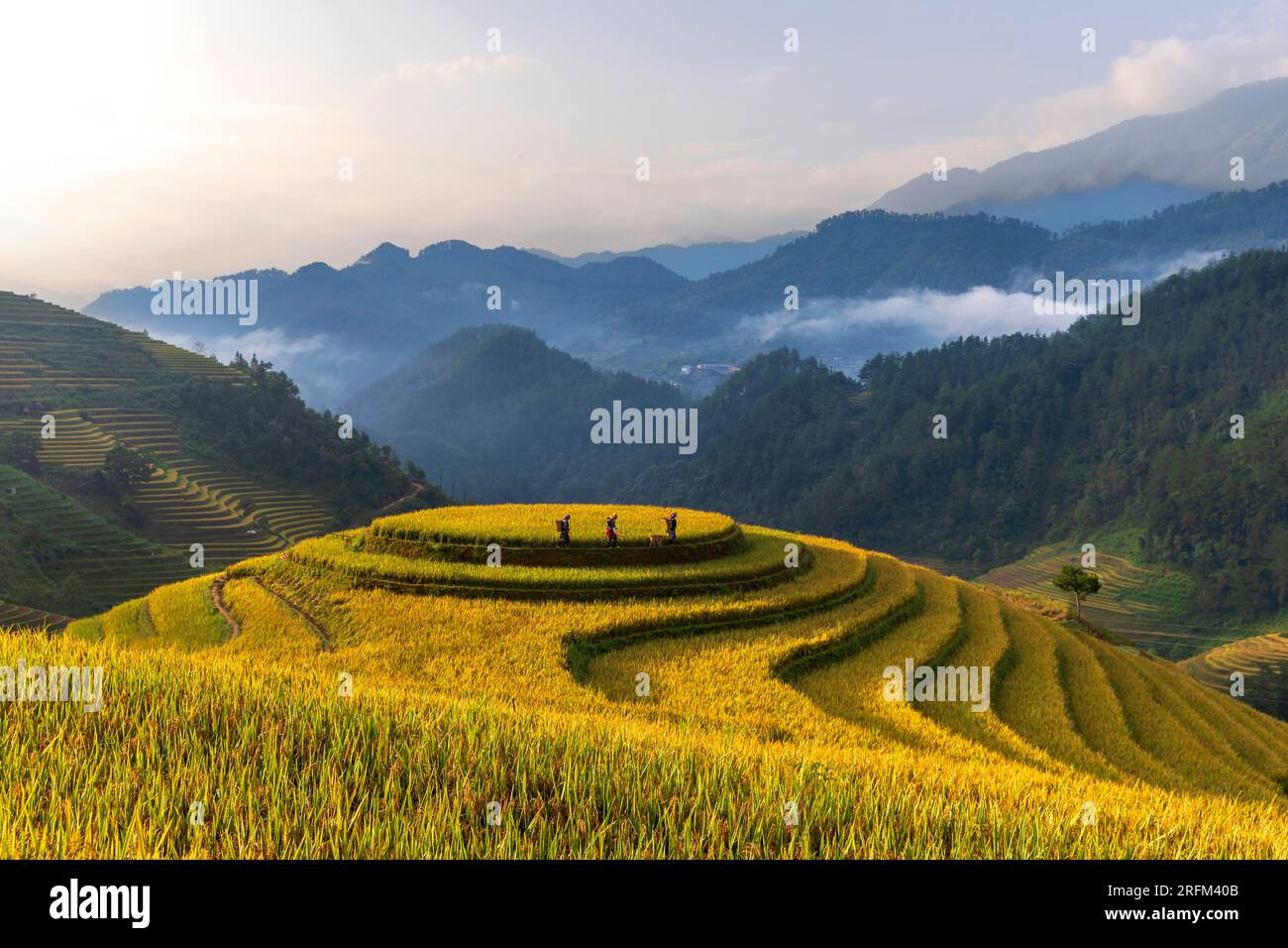 terrace rice field in Vietnam Stock Photo - Alamy