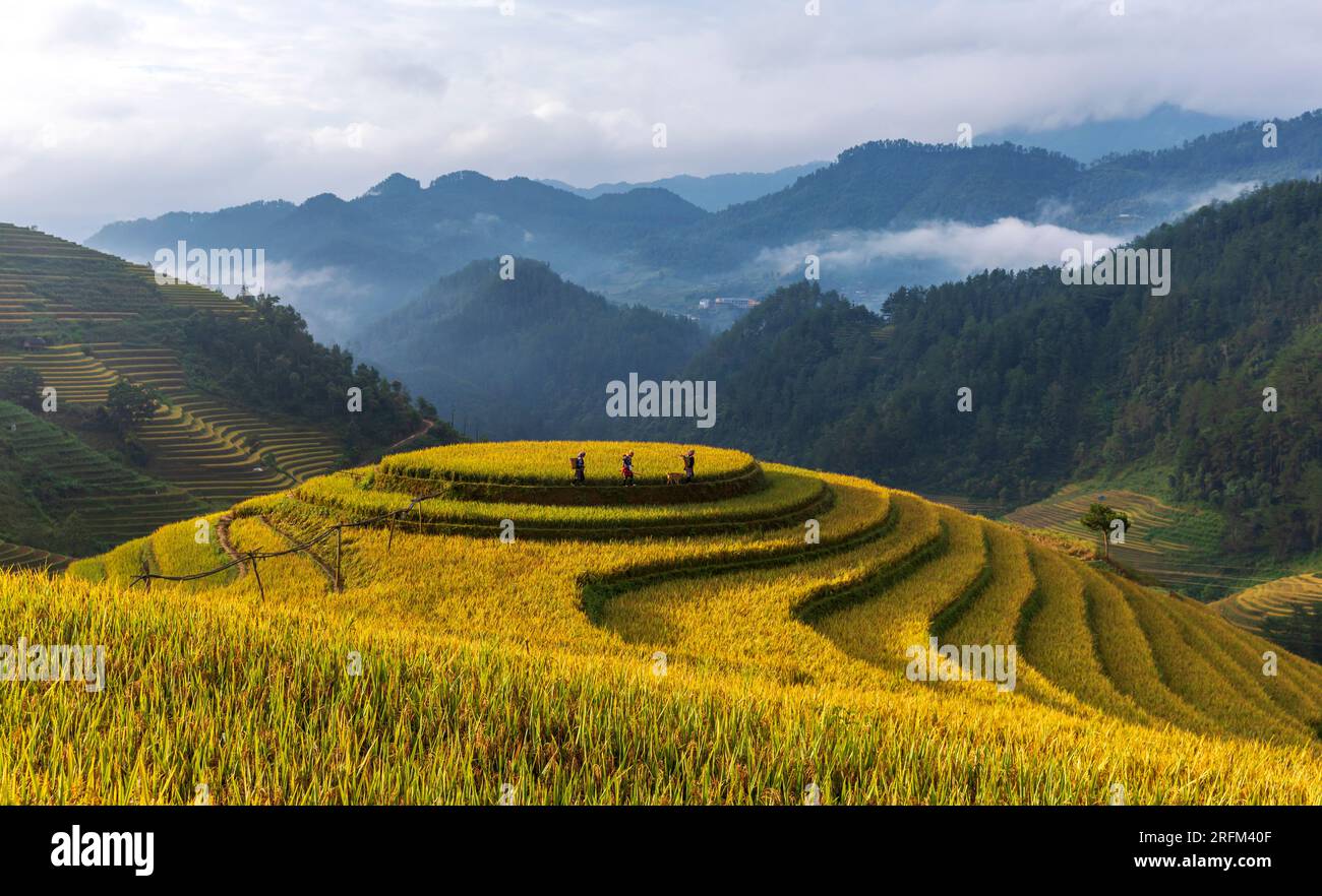terrace rice field in Vietnam Stock Photo - Alamy
