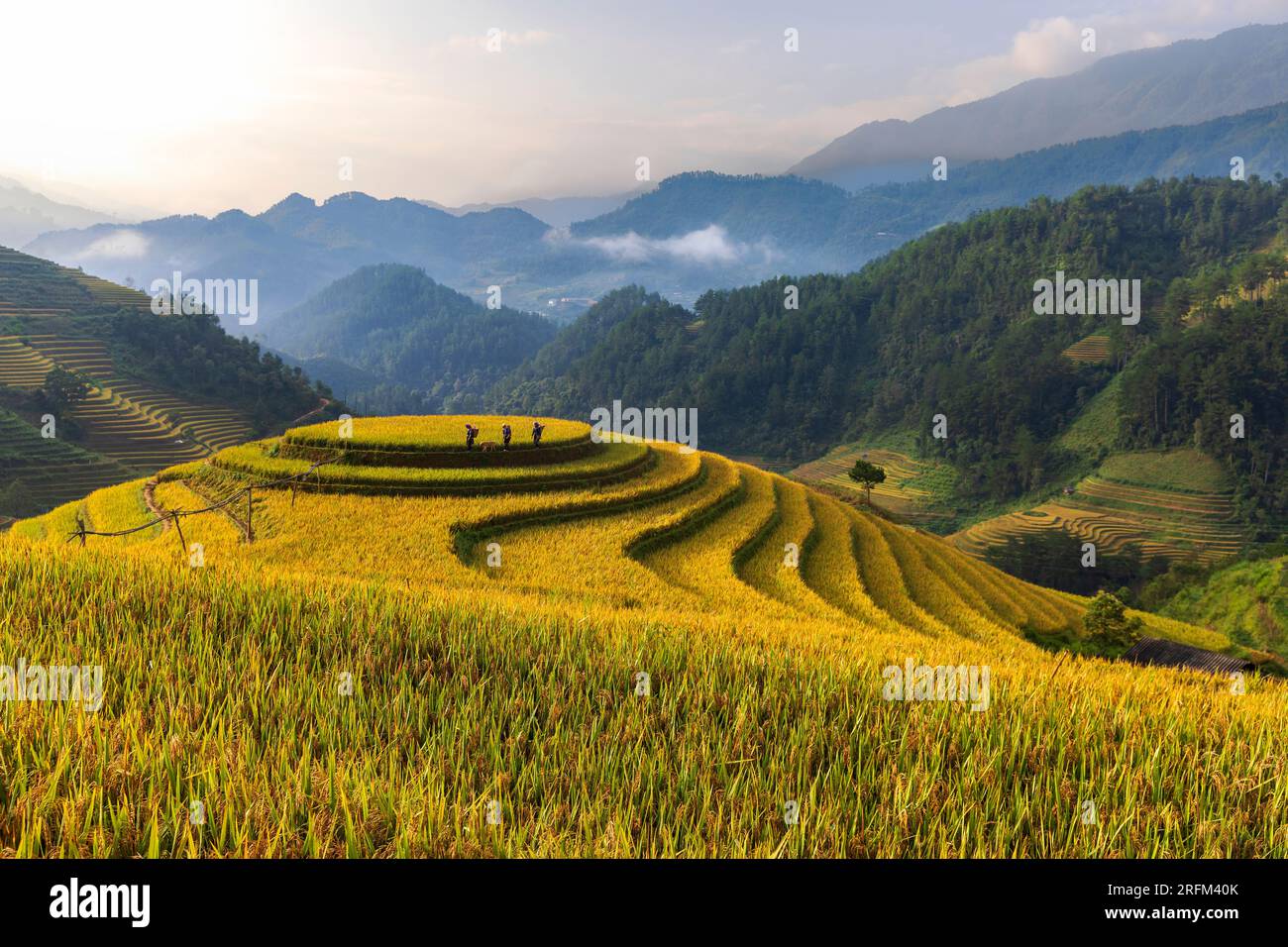 terrace rice field in Vietnam Stock Photo - Alamy