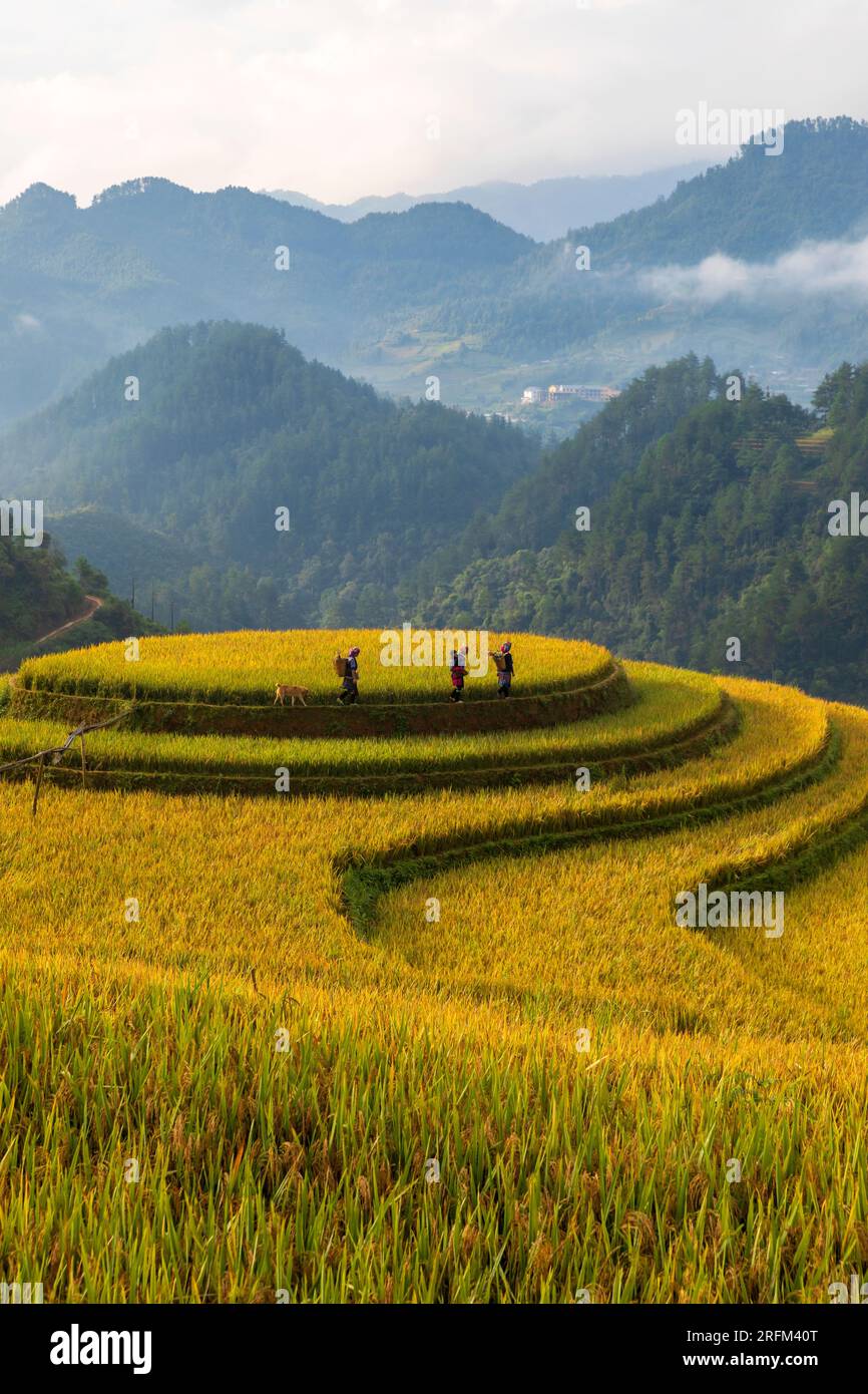 terrace rice field in Vietnam Stock Photo - Alamy