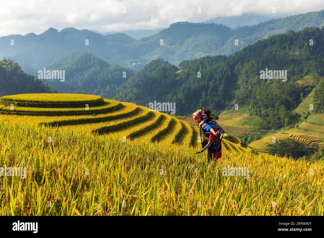 terrace rice field in Vietnam Stock Photo - Alamy