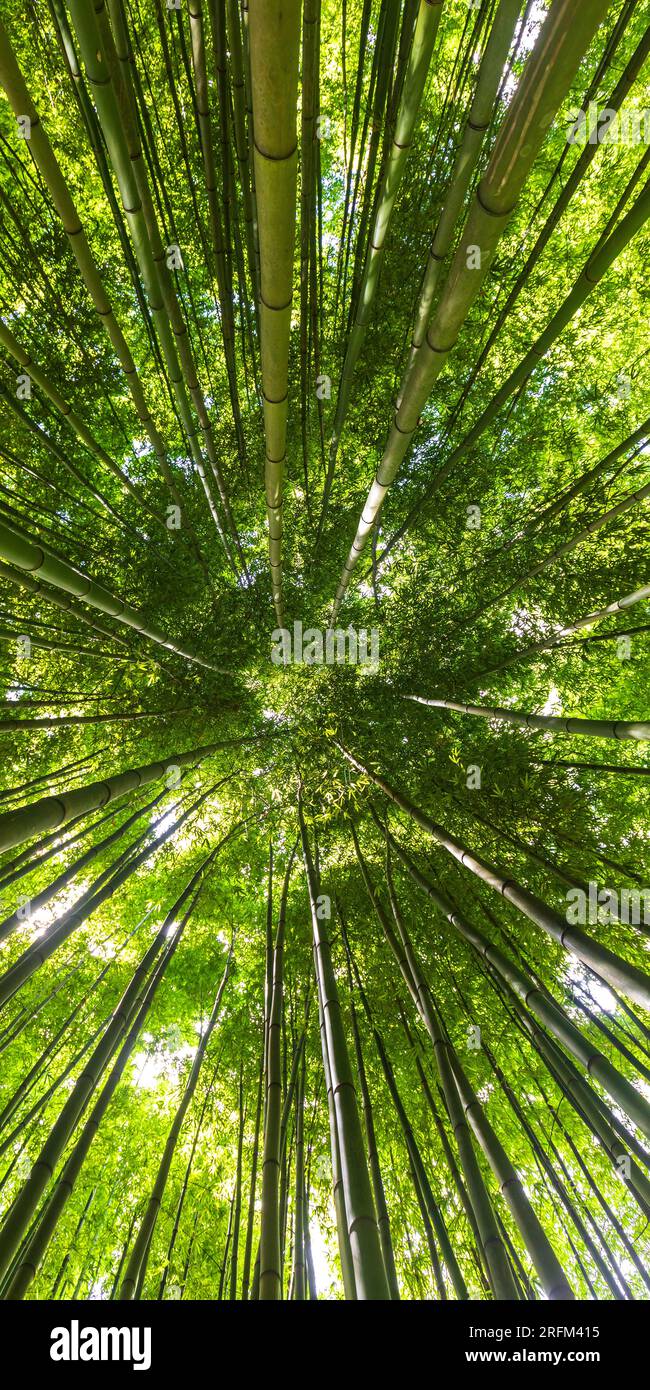 terrace rice field in Vietnam Stock Photo - Alamy