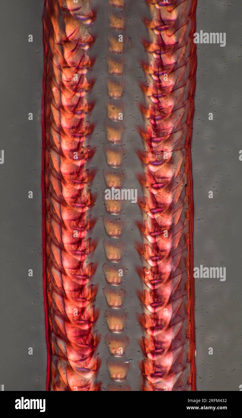 Radula snail hi-res stock photography and images - Alamy