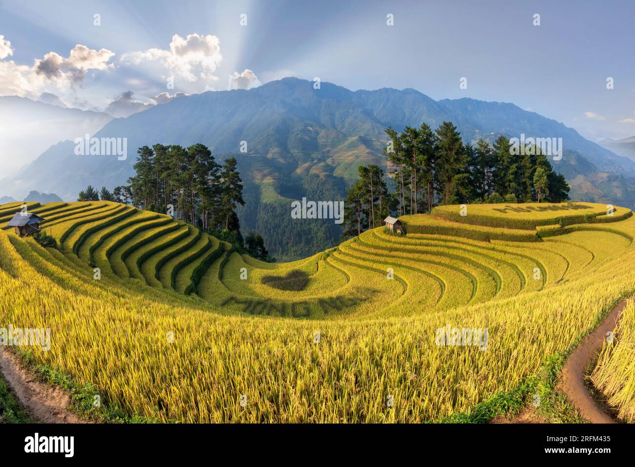 terrace rice field in Vietnam Stock Photo - Alamy