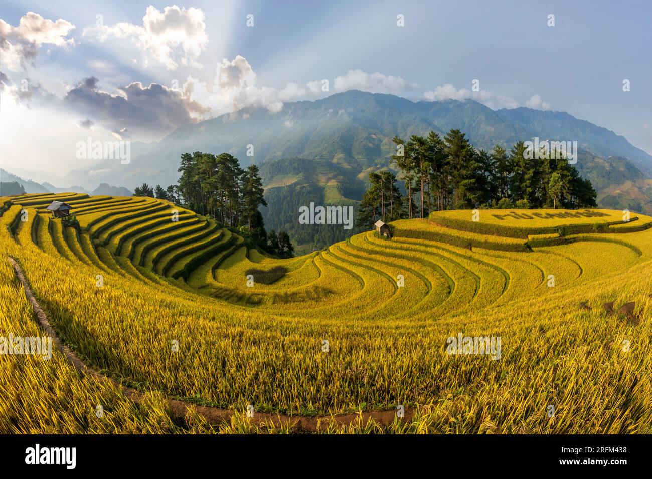 terrace rice field in Vietnam Stock Photo - Alamy
