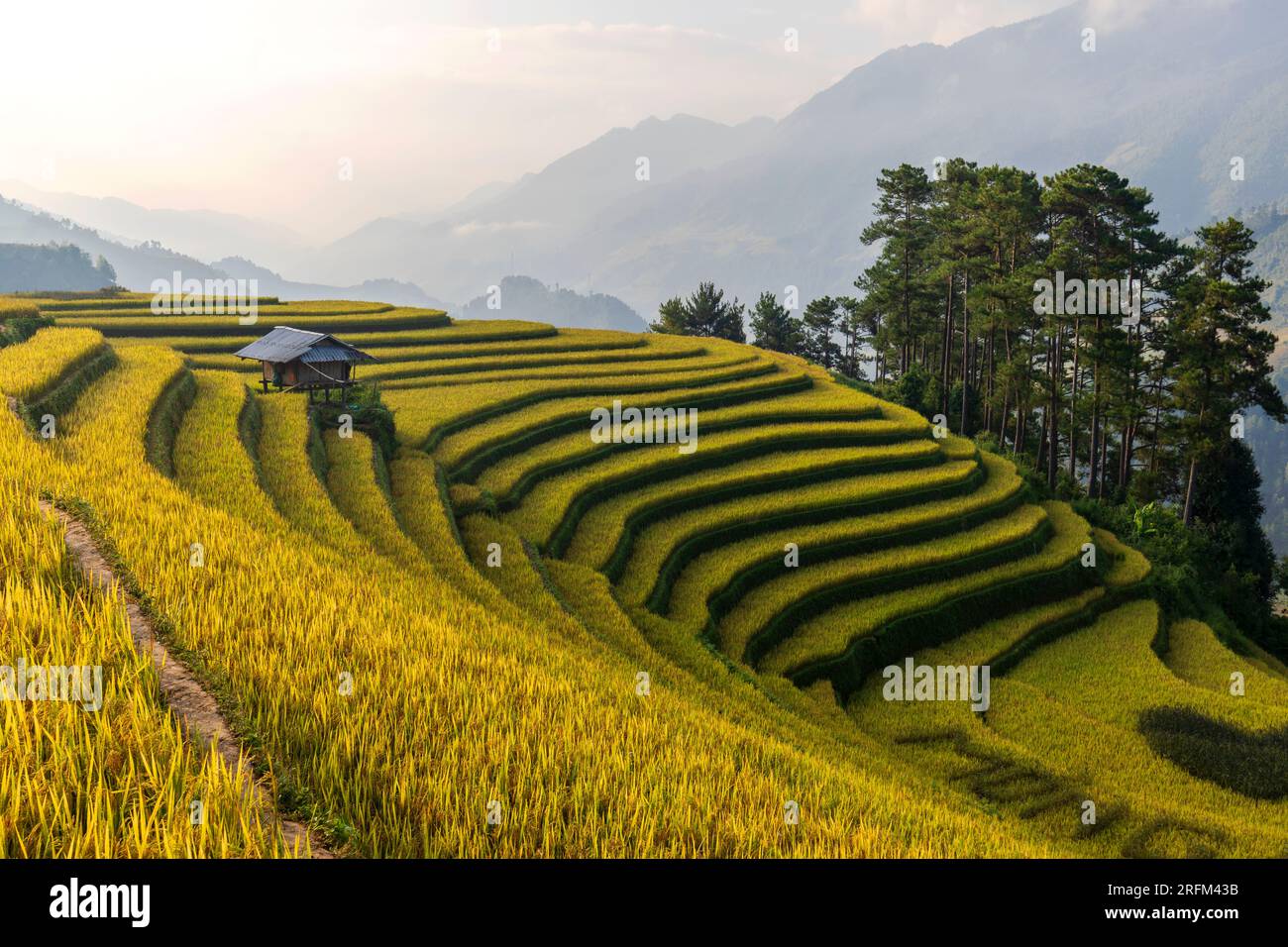 terrace rice field in Vietnam Stock Photo - Alamy