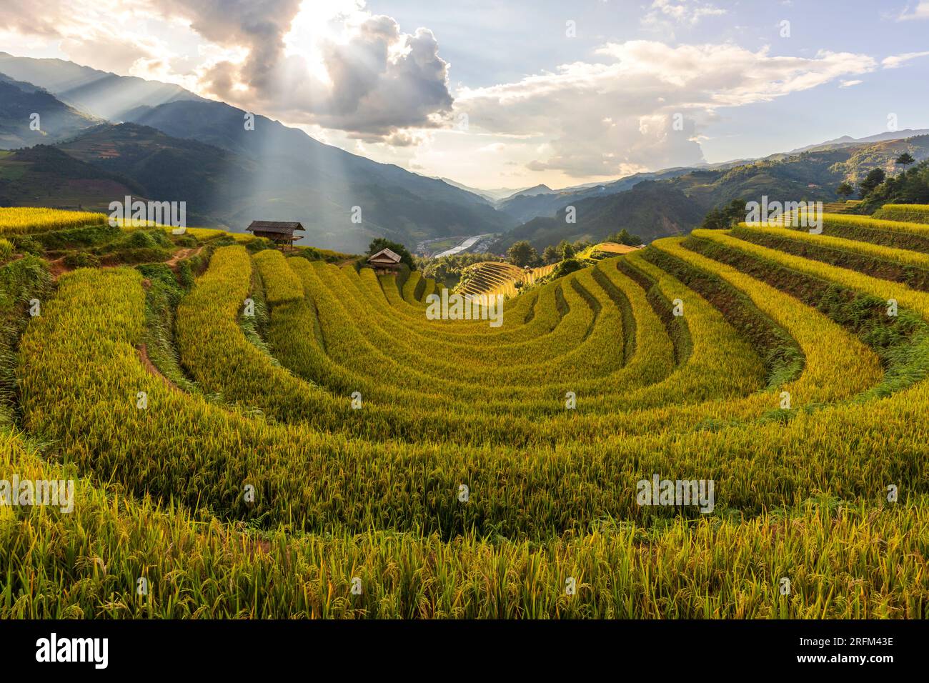 terrace rice field in Vietnam Stock Photo - Alamy