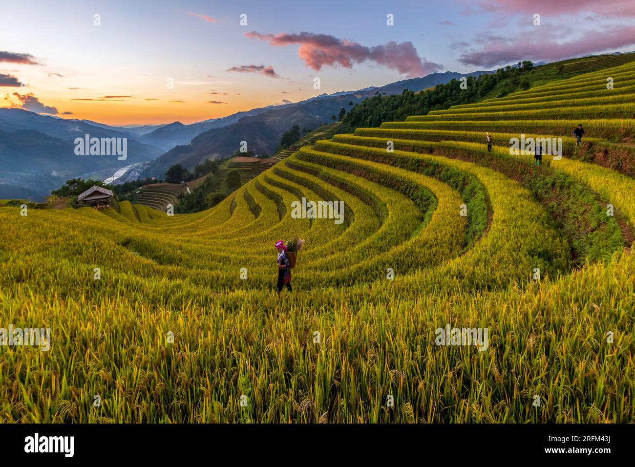 terrace rice field in Vietnam Stock Photo - Alamy