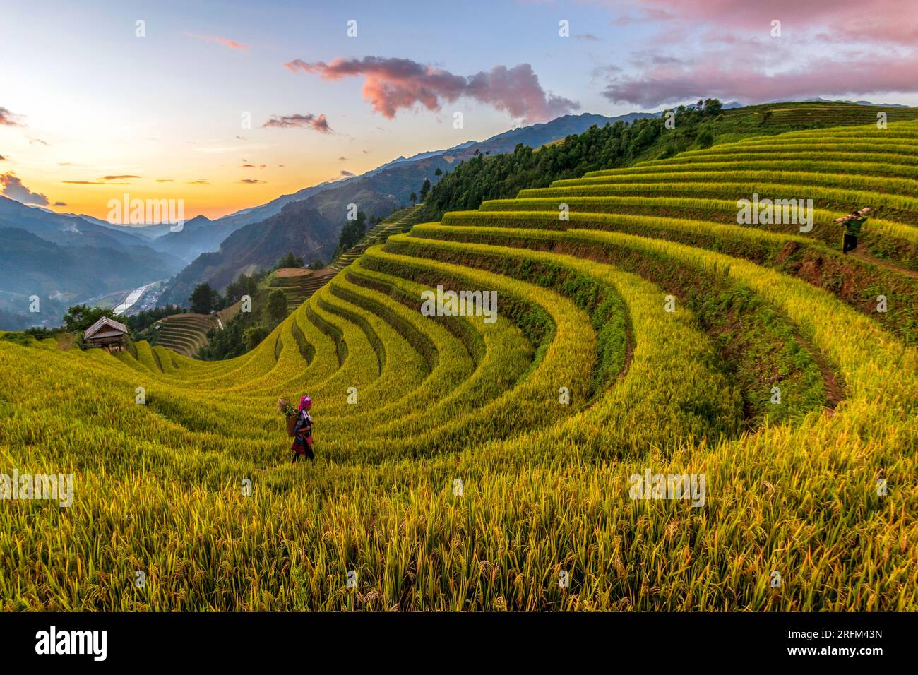 terrace rice field in Vietnam Stock Photo - Alamy