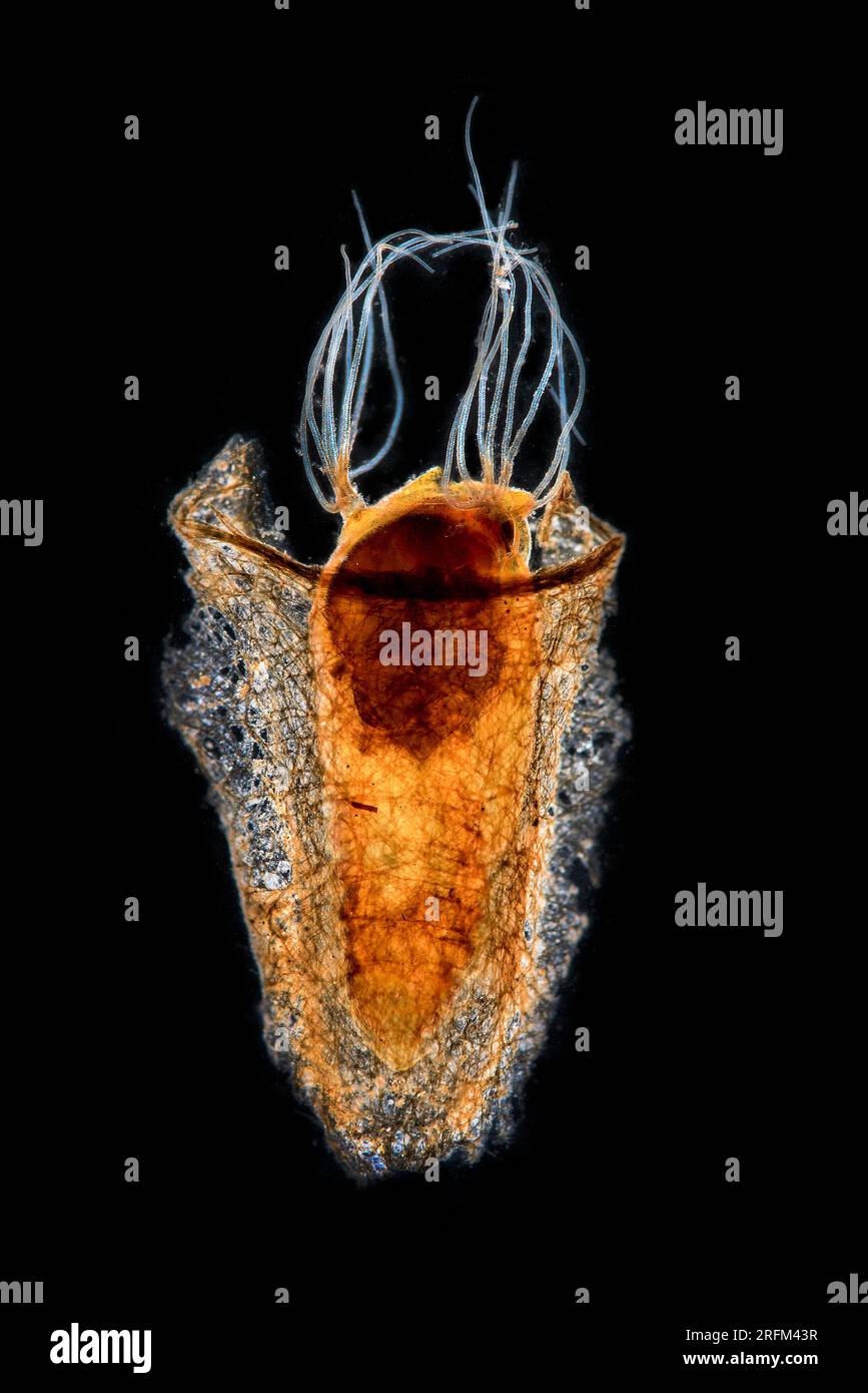 Simulium blackfly pupa, darkfield photomicrograph, showing the silk ...