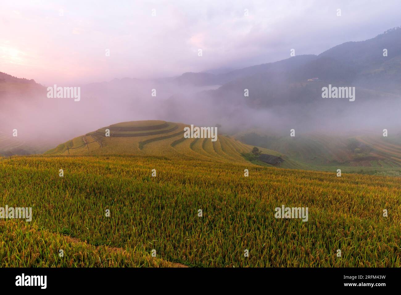 terrace rice field in Vietnam Stock Photo - Alamy
