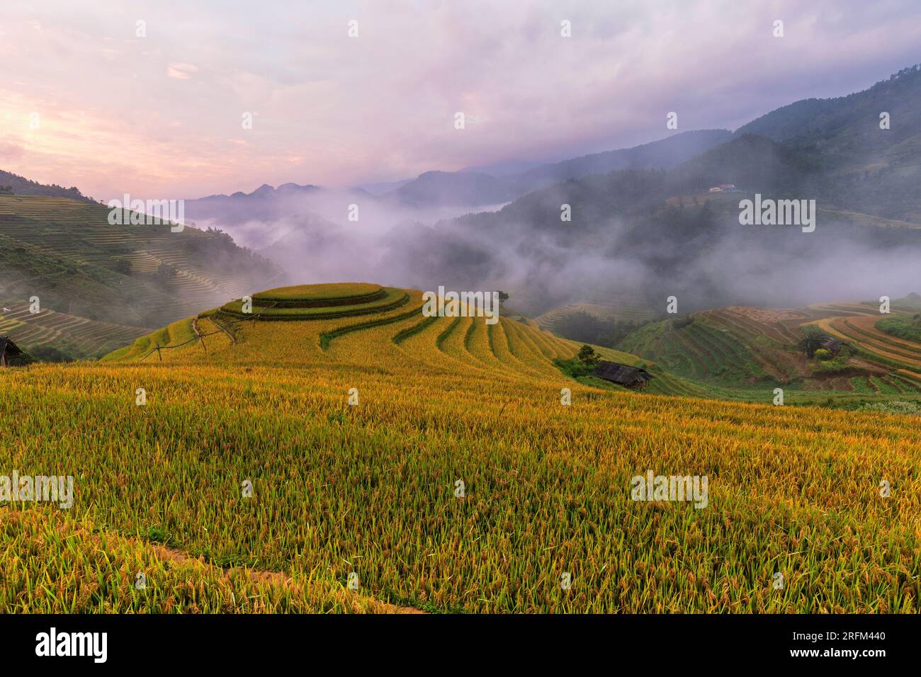 terrace rice field in Vietnam Stock Photo - Alamy