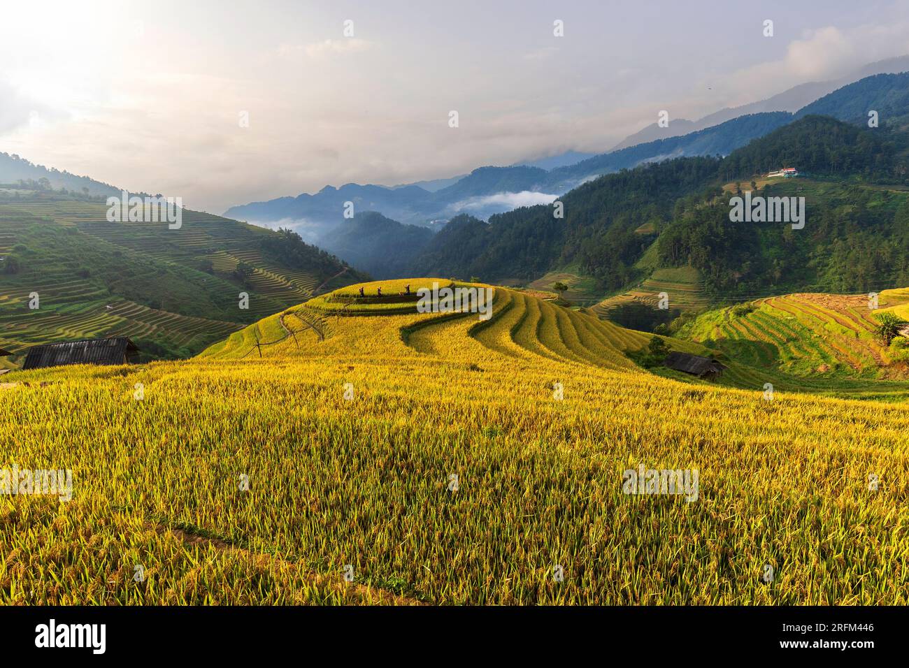 terrace rice field in Vietnam Stock Photo - Alamy