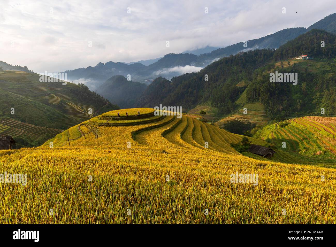 terrace rice field in Vietnam Stock Photo - Alamy