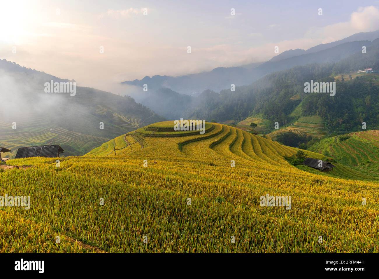 terrace rice field in Vietnam Stock Photo - Alamy