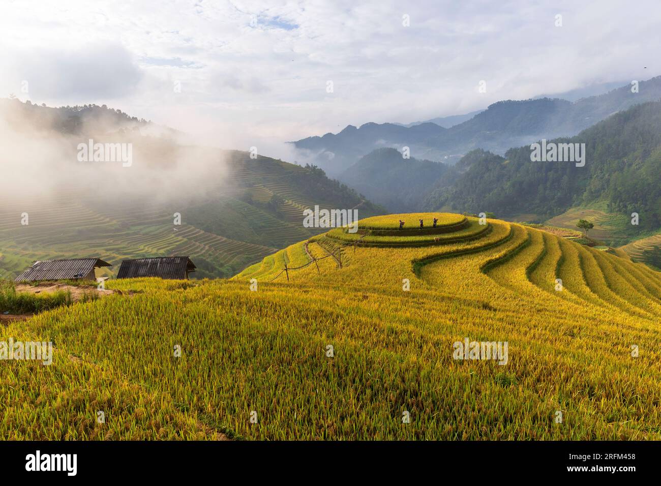 terrace rice field in Vietnam Stock Photo - Alamy
