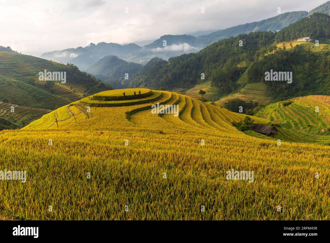 terrace rice field in Vietnam Stock Photo - Alamy