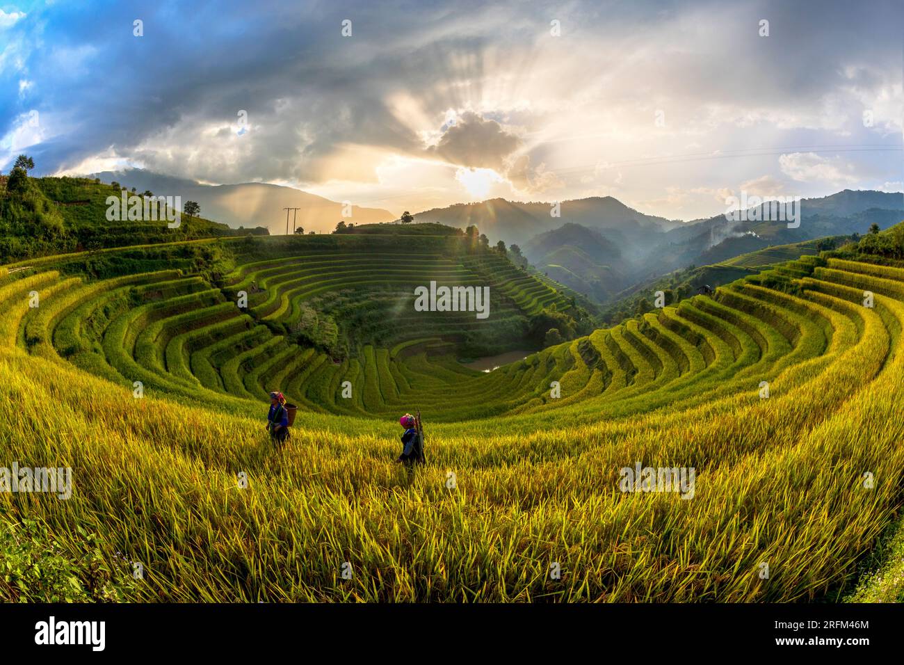 terrace rice field in Vietnam Stock Photo - Alamy