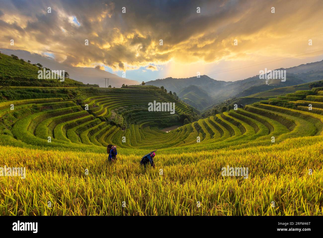 terrace rice field in Vietnam Stock Photo - Alamy