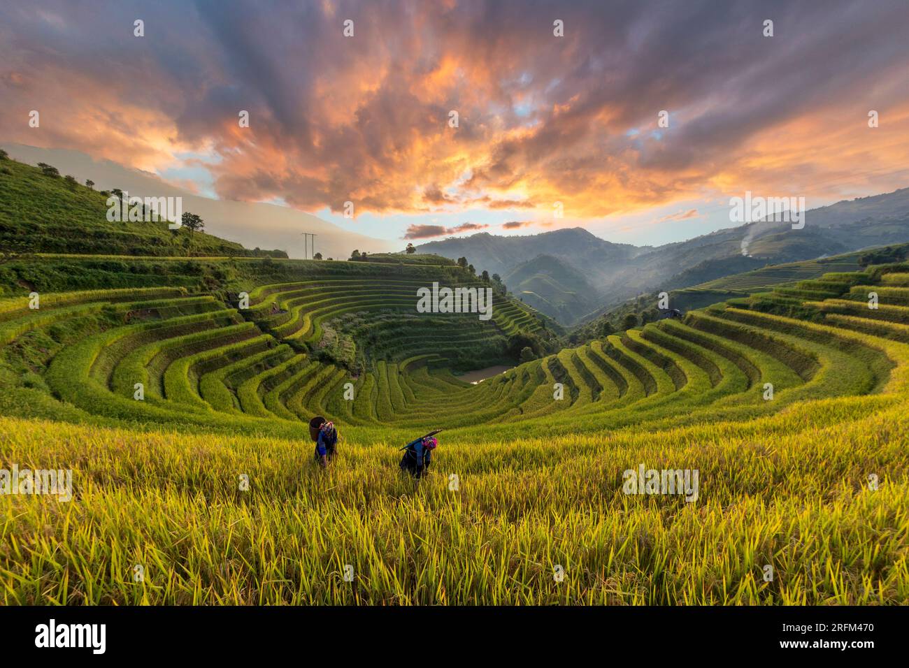 terrace rice field in Vietnam Stock Photo - Alamy