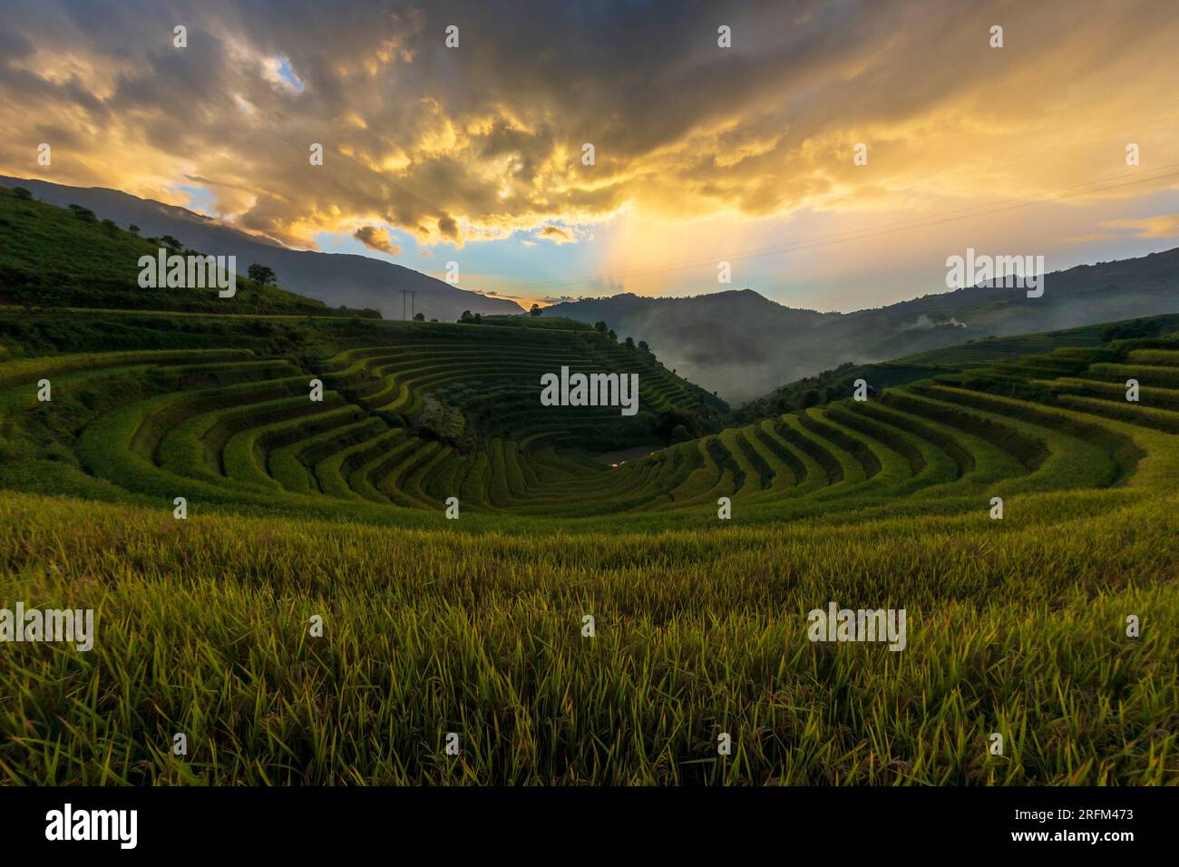 terrace rice field in Vietnam Stock Photo - Alamy