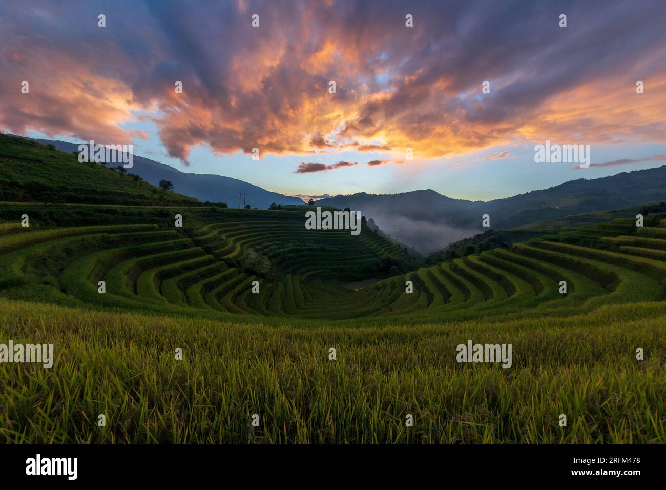 terrace rice field in Vietnam Stock Photo - Alamy