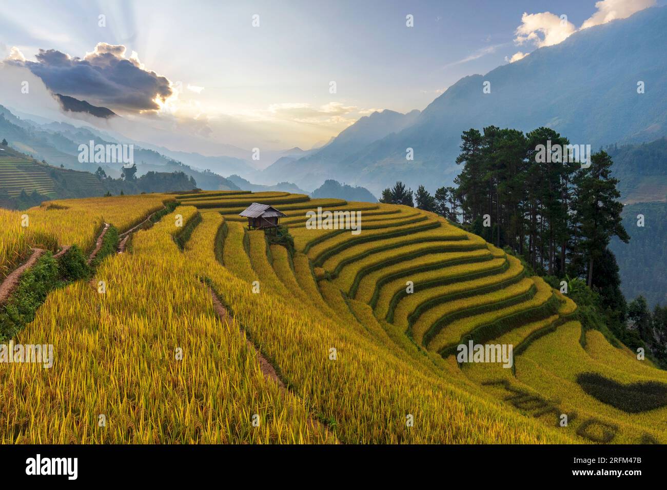 terrace rice field in Vietnam Stock Photo - Alamy
