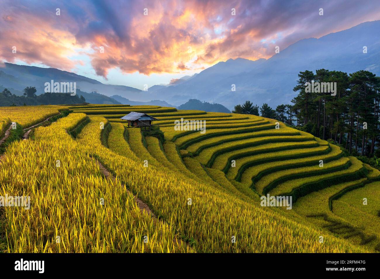 terrace rice field in Vietnam Stock Photo - Alamy
