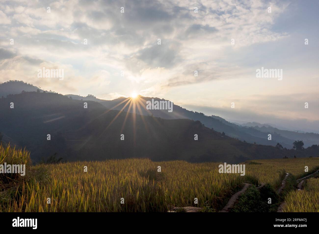 terrace rice field in Vietnam Stock Photo - Alamy