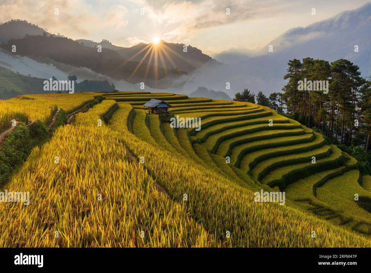 terrace rice field in Vietnam Stock Photo - Alamy