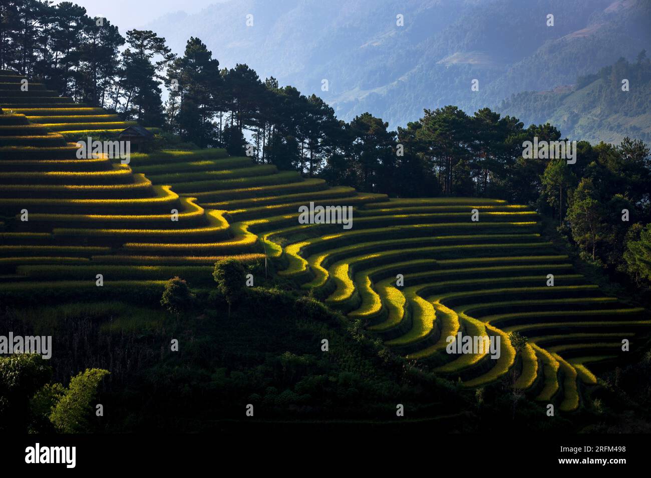 terrace rice field in Vietnam Stock Photo - Alamy
