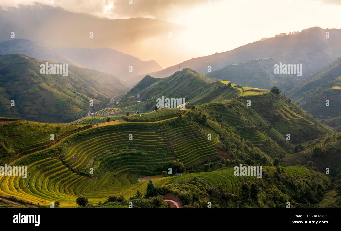 terrace rice field in Vietnam Stock Photo - Alamy