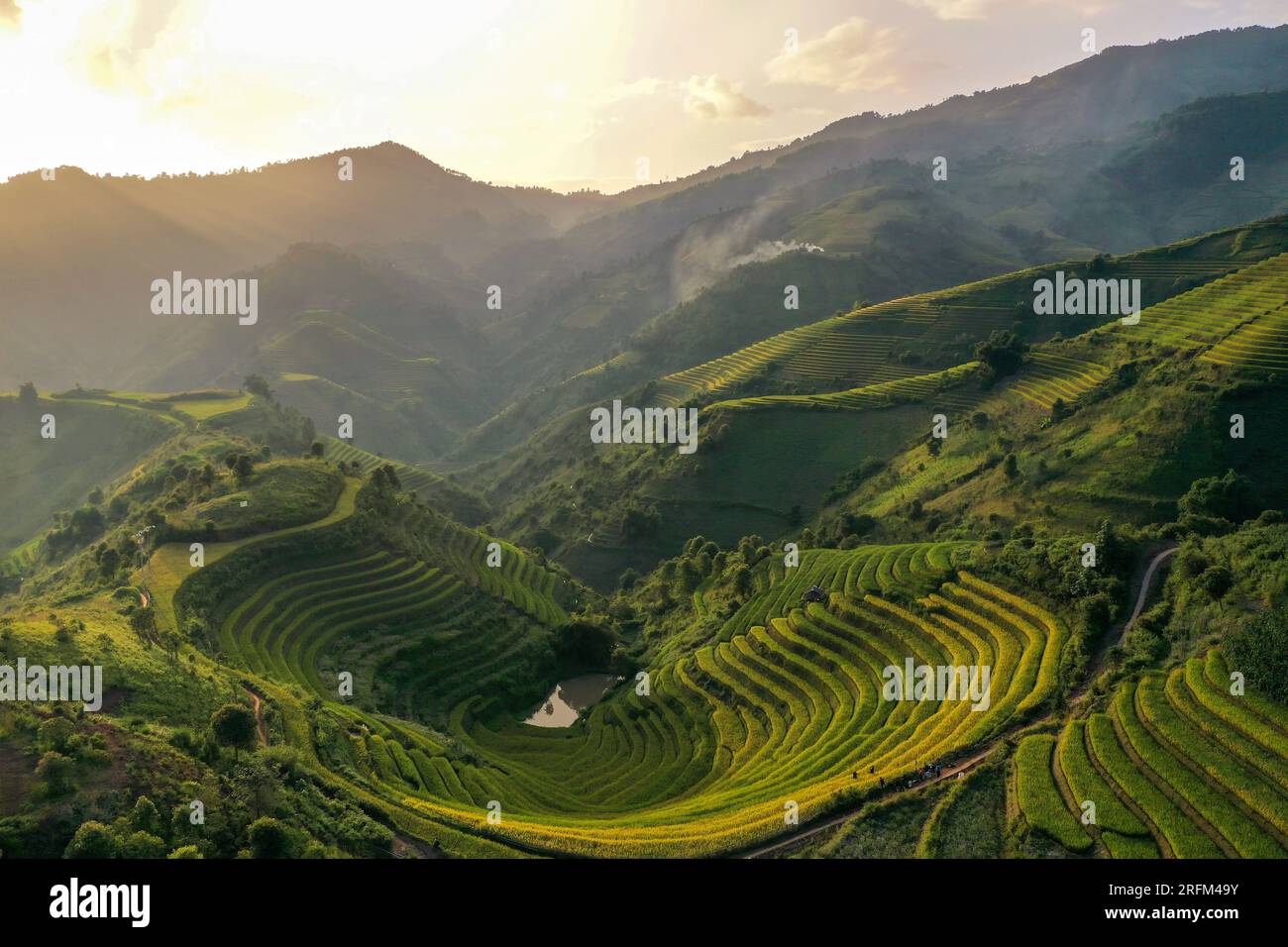 terrace rice field in Vietnam Stock Photo - Alamy