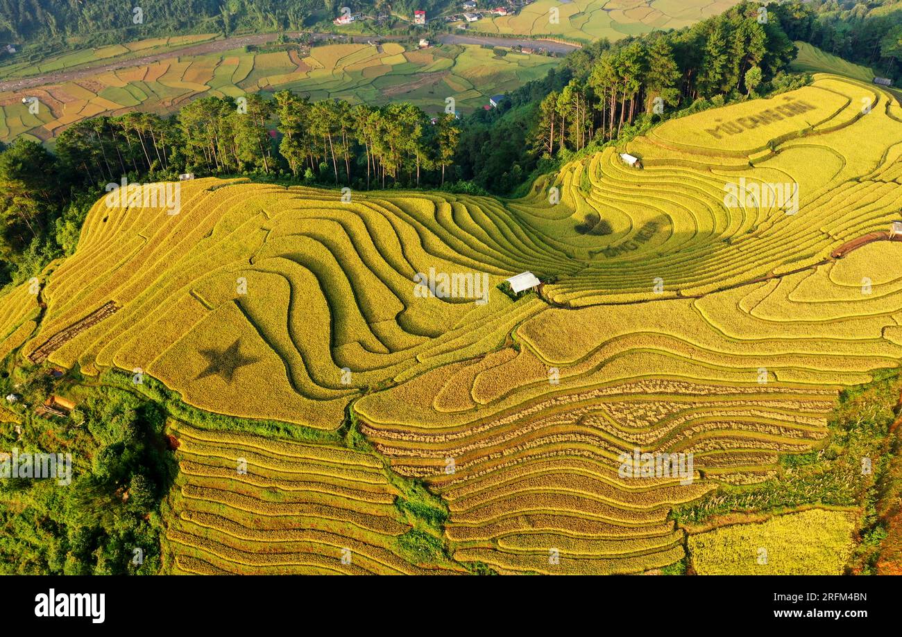 terrace rice field in Vietnam Stock Photo - Alamy