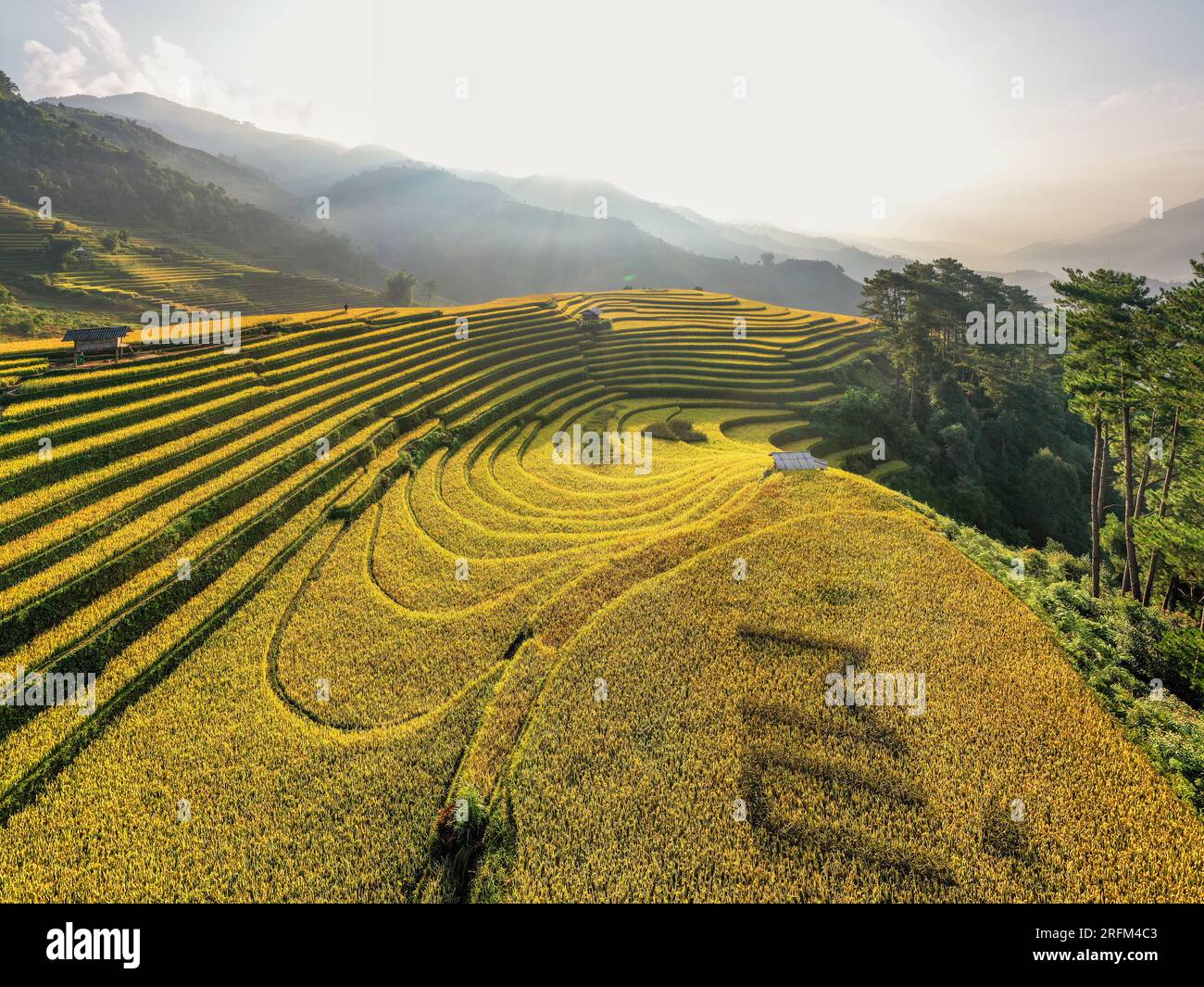 terrace rice field in Vietnam Stock Photo - Alamy