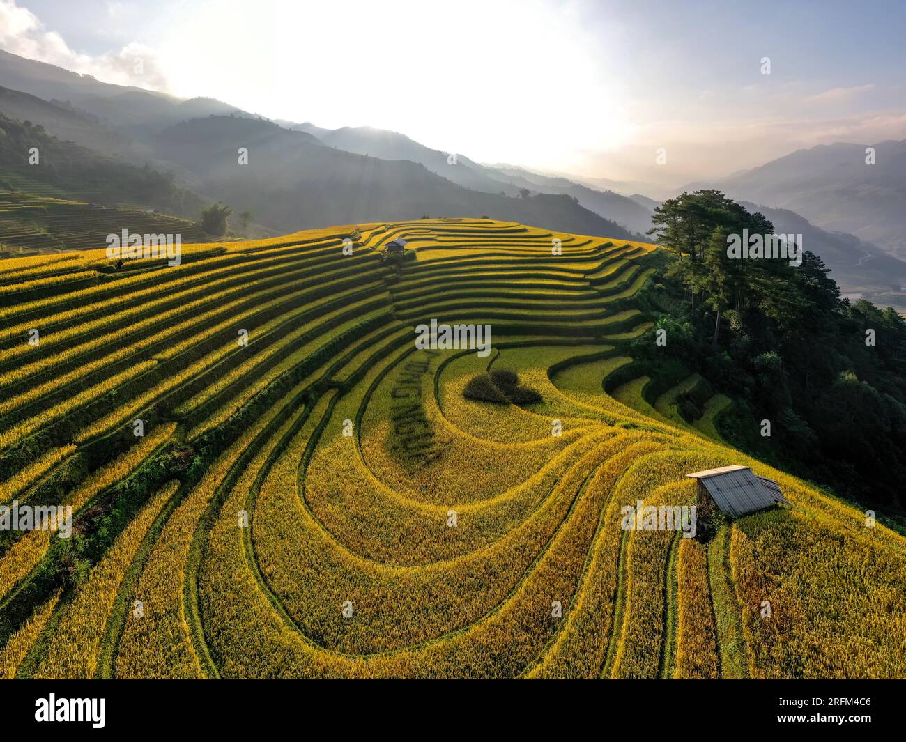 terrace rice field in Vietnam Stock Photo - Alamy