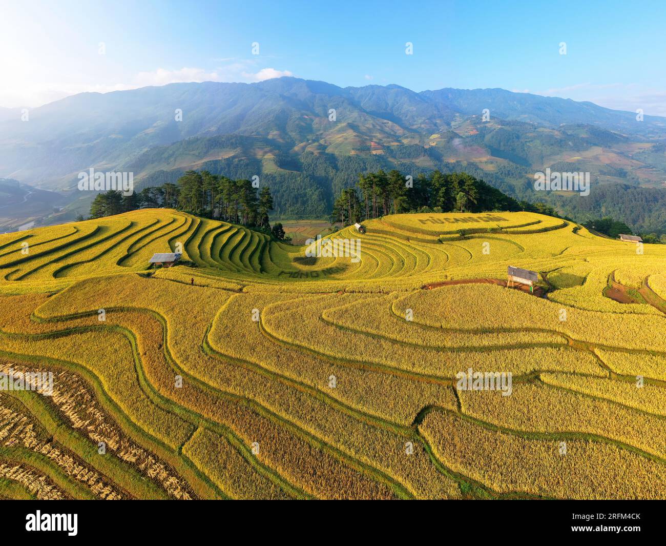 terrace rice field in Vietnam Stock Photo - Alamy