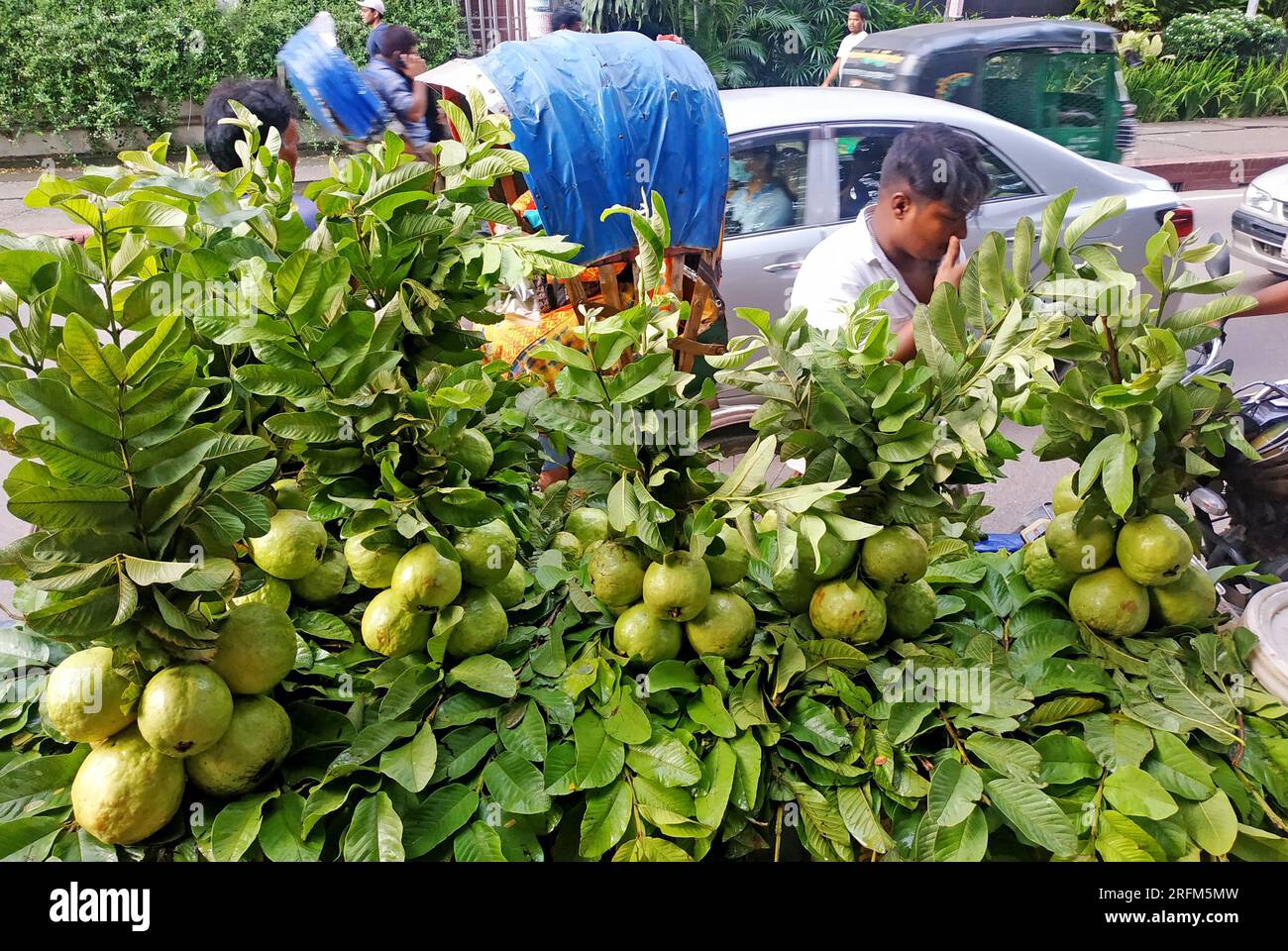 A vendor selling Thai guava in the capitals Dhanmondi as price of 120 ...