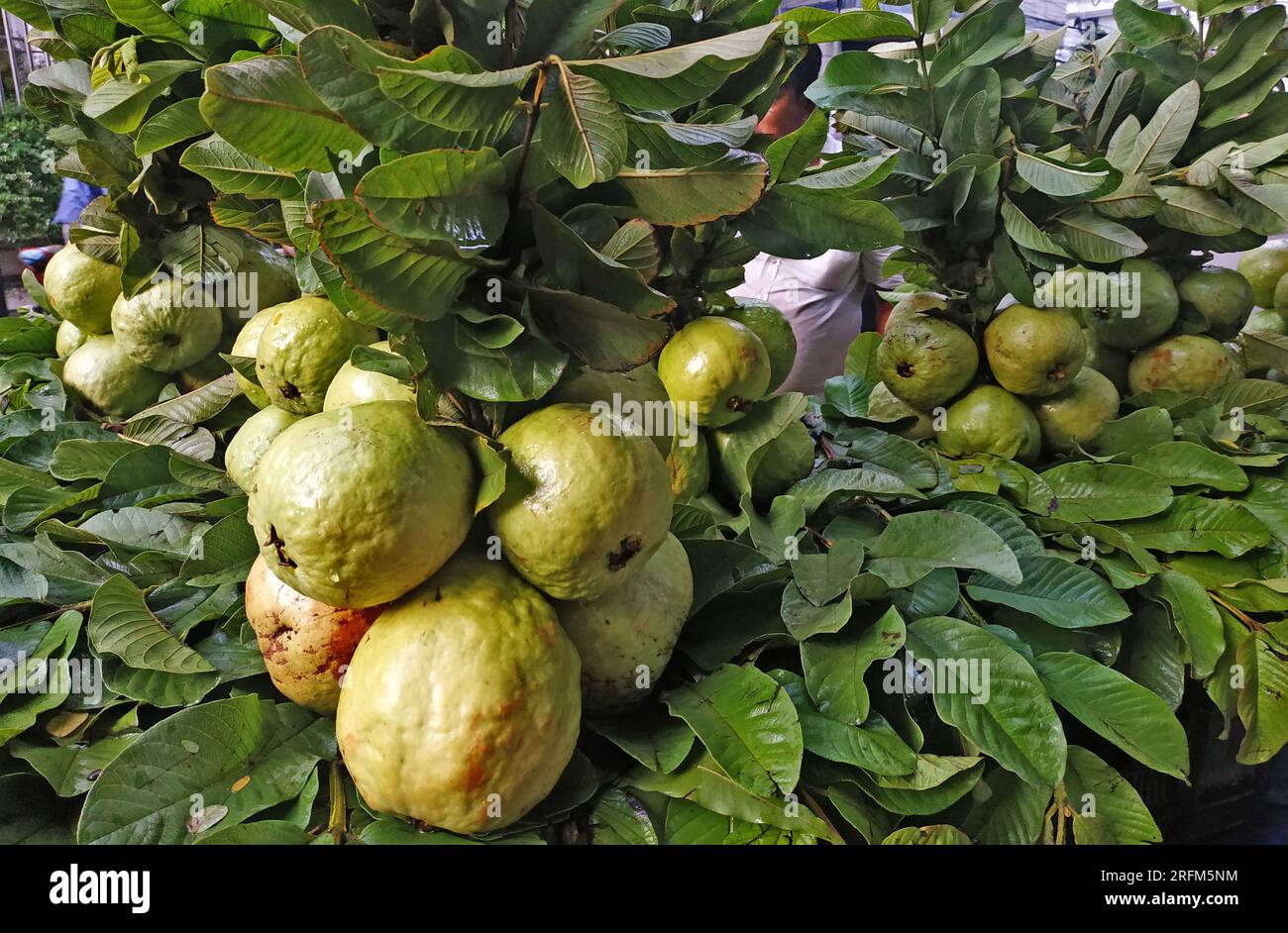 A vendor selling Thai guava in the capitals Dhanmondi as price of 120 ...